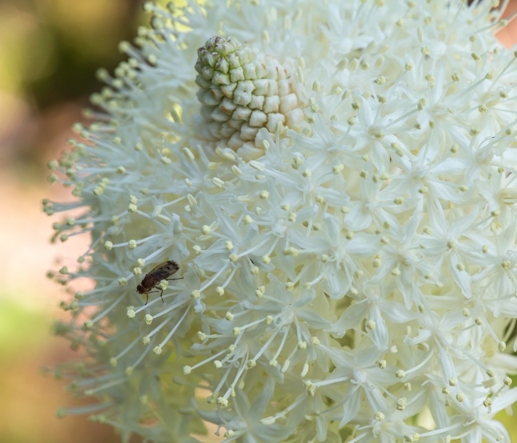 Pacific Northwest Native Plant Profile: Bear Grass (Xerophyllum tenax ...