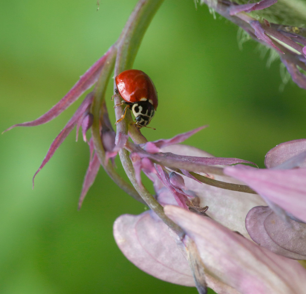 Attract Ladybird Beetles (“Ladybugs”) to Your Northwest Garden Humanely ...