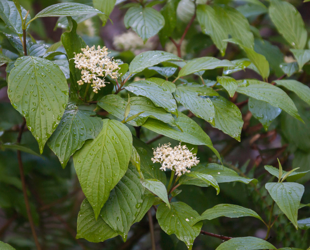 Pacific Northwest Native Plant Profile: Red-twig Dogwood (Cornus ...