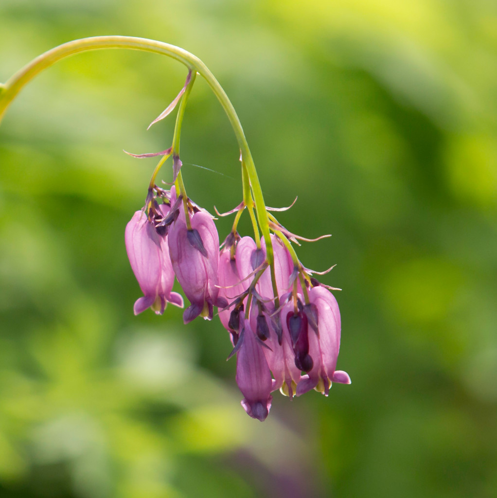 Pacific Northwest Native Plant Profile: Western bleeding heart ...