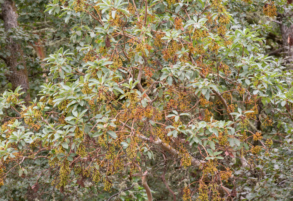 Pacific Northwest Native Plant Profile: Pacific Madrone (Arbutus ...